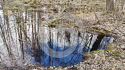 Reflections on the Dark Water of Small Pond in the Forest. Stock ...