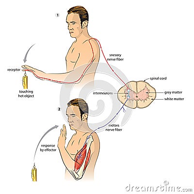 Reflex Arc Vector Illustration | CartoonDealer.com #64832334
