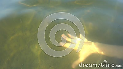 Refraction of Light in Water. Hand Underwater Stock Footage - Video of ...