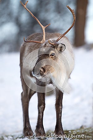 Reindeer Eating The Winter Forest Stock Photo - Image: 48780226