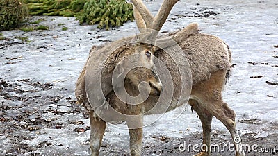 Reindeer Scratching Horns of Back Stock Video - Video of mammal ...