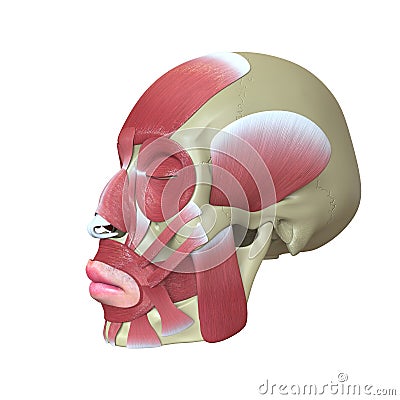 Rendered Human Skull With Muscles Royalty-Free Stock Image ...