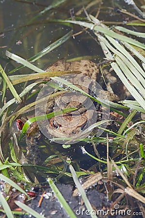 Reproduction Of The Frogs - Mating Of Toads Stock Image | CartoonDealer ...