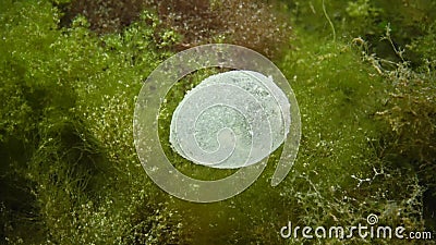 Reproduction of Sea Worms, Polychaetes. Eggs of Polychaetes in the ...