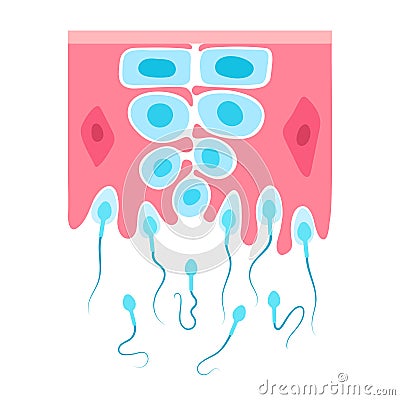 Reproductive System Concept Cartoon Vector | CartoonDealer.com #192813267