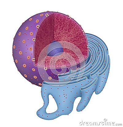Structure Of Nucleus And Rough Endoplasmic Reticulum. Stock Image ...