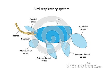 Bird Respiratory System In Lateral View. Vector Illustration ...