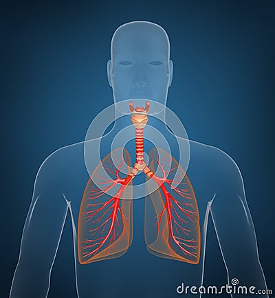 Respiratory System On Blue Background Stock Image | CartoonDealer.com ...