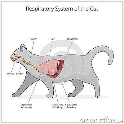 Respiratory System Of The Cat Vector Illustration Stock Vector - Image ...
