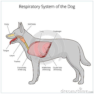 Respiratory System Of The Dog Vector Illustration | CartoonDealer.com ...