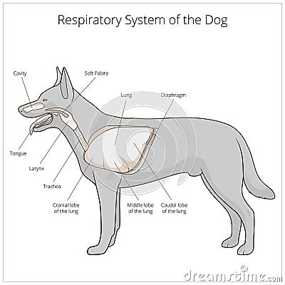Respiratory System Of The Dog Vector Illustration Stock Vector - Image ...