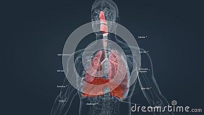 The Respiratory System Includes the Nose, Mouth, Throat, Voice Box ...