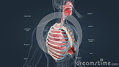 The Respiratory System Includes the Nose, Mouth, Throat, Voice Box ...