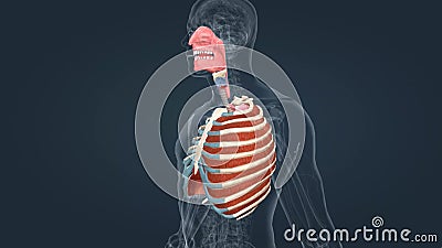 The Respiratory System Includes the Nose, Mouth, Throat, Voice Box ...