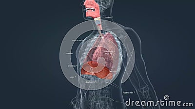 The Respiratory System Includes the Nose, Mouth, Throat, Voice Box ...