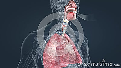 The Respiratory System Includes the Nose, Mouth, Throat, Voice Box ...