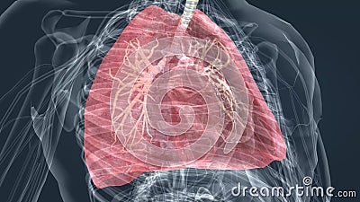 The Respiratory System Includes the Nose, Mouth, Throat, Voice Box ...