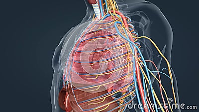 The Respiratory System Includes the Nose, Mouth, Throat, Voice Box ...