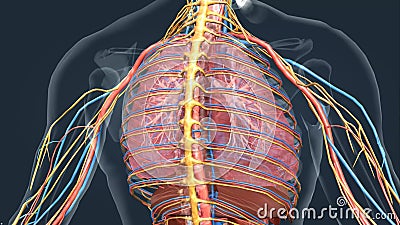 The Respiratory System Includes the Nose, Mouth, Throat, Voice Box ...