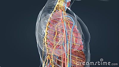 The Respiratory System Includes the Nose, Mouth, Throat, Voice Box ...