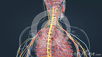 The Respiratory System Includes the Nose, Mouth, Throat, Voice Box ...