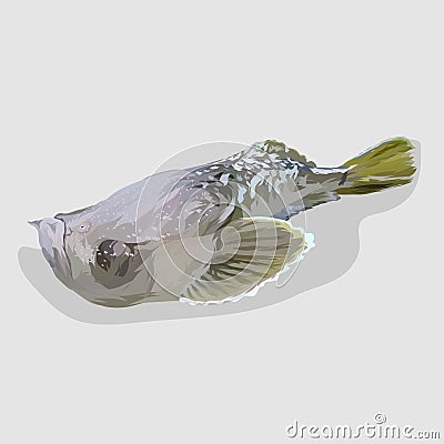 Reticulated Stargazer Isolated Realistic Hand Drawn Vector ...