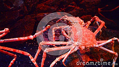 De Japanse Spinkrab is De Grootste Het Leven Krabspecies Stock Footage ...