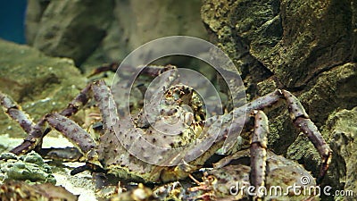 Twee Reuze Japanse Spinkrabben Die Zich Langzaam Bewegen Stock Video ...