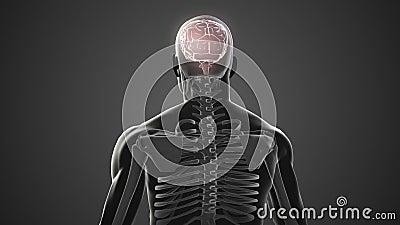 Revolving Body with Visible Brain and Skeleton Stock Video - Video of ...