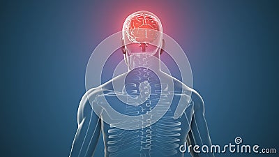 Revolving Body With Visible Brain And Skeleton Stock Video - Video of ...