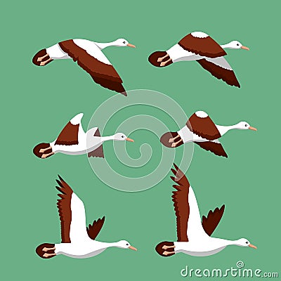 Phases Of Movement Of The Wings In The Flight Of A Birdvector ...