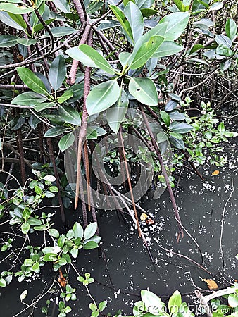 Rhizophora Mucronata Or Loop-root Mangrove Or Red Mangrove Or Asiatic ...