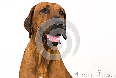 Rhodesian Ridgeback Royalty-Free Stock Photo | CartoonDealer.com #4335669