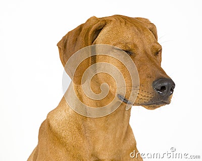 Rhodesian Ridgeback Female Dog, 5 Month Old Stock Images - Image: 26700164