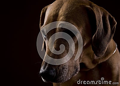 Rhodesian Ridgeback Female Dog 8,lowkey Headshoot Stock Photography ...