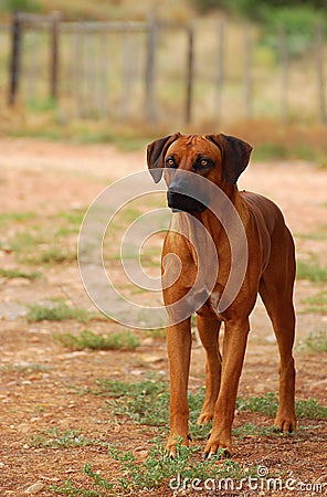 Rhodesian Ridgeback On Guard Stock Image - Image: 29436581