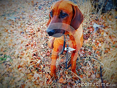 Rhodesian Ridgeback Royalty-Free Stock Photo | CartoonDealer.com #67376163