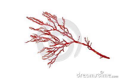 Rhodophyta Or Red Algae Branch Isolated Transparent Png Stock ...