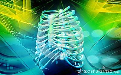 Rib Cage Royalty-Free Cartoon | CartoonDealer.com #11282966