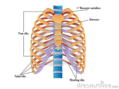 Wide Lower Rib Cage