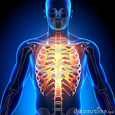 Rib Cage - Anatomy Bones Royalty Free Stock Photos - Image: 32284128