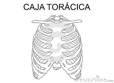 Rib Cage, Scheme Of The Bones Of The Thorax, Silhouette, Royalty-Free ...