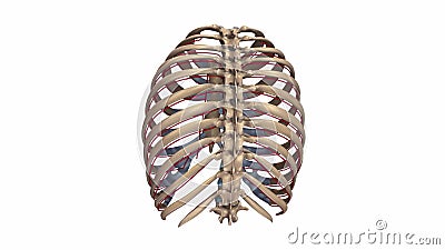 Ribben met Slagaders stock video. Video of illustratie - 88189355