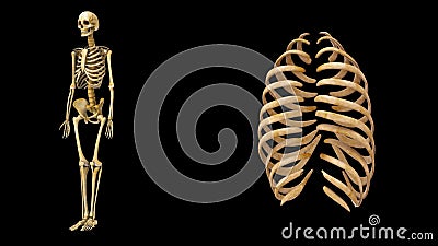 Ribbenkast stock footage. Video of koord, zorg, gezond - 47515846