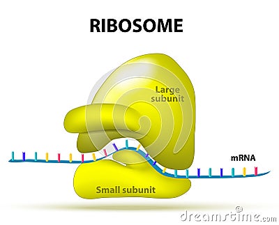 Ribosom Vektor Abbildung - Bild: 54691349