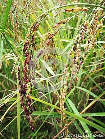 Rice In Bad Condition Caused By Insect And Pest Royalty-Free Stock ...