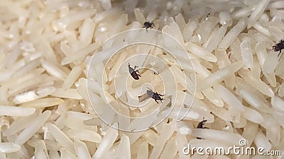 Rice Bugs or Rice Weevils Crawling in Grain | 4K Micro Shot Stock ...