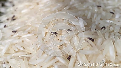 Rice Bugs or Rice Weevils Crawling in Grain | 4K Micro Shot Stock ...