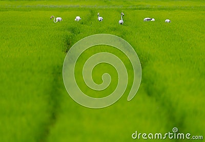 Rice Field, Wheel Marks To The Distance And Flamingo Group Stock Photo ...