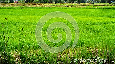 Rice field with wind blow stock video. Video of agricultural - 123619349